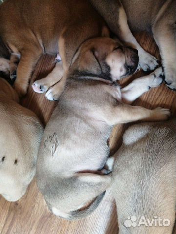 Хотим домой