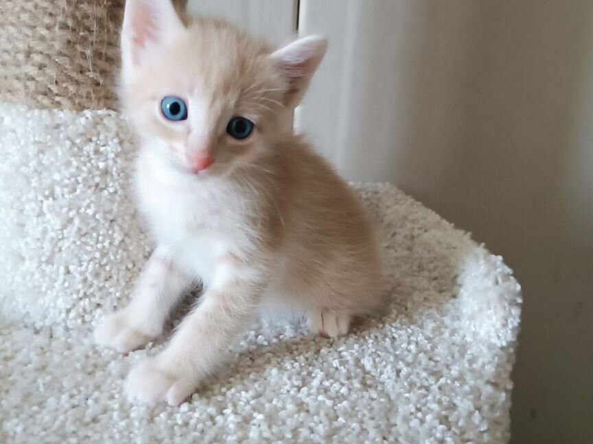 Котята в добрые руки бесплатно