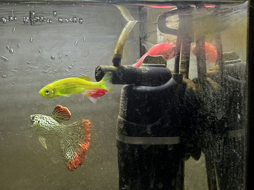 Рыбка Данио