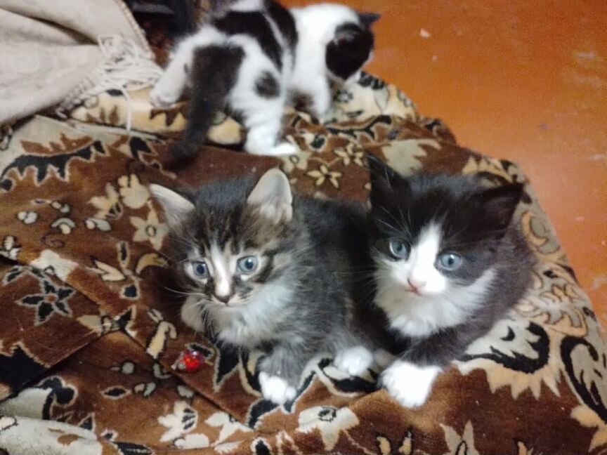 Котята в добрые руки