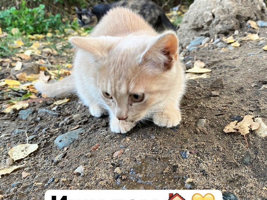 Котята ищут дом