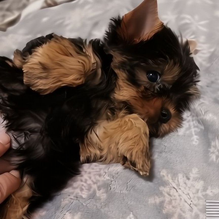 Йоркширский терьер, щенок