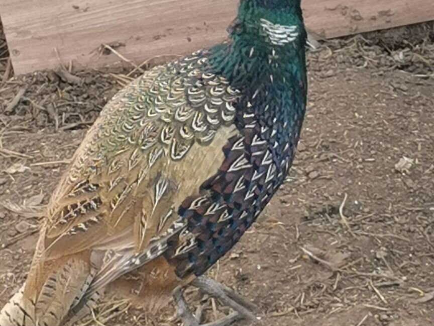 Фазан румынский