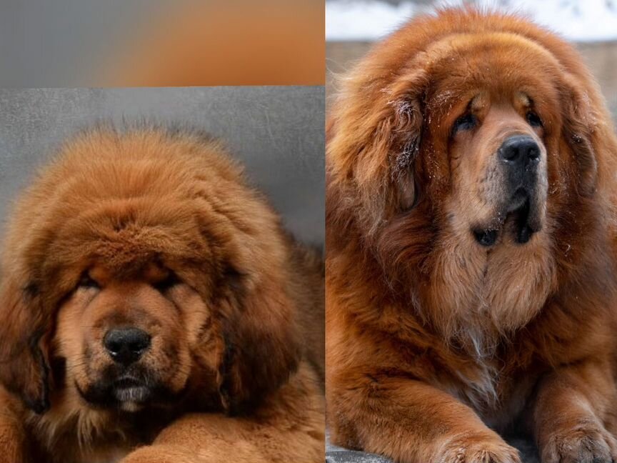 Собака