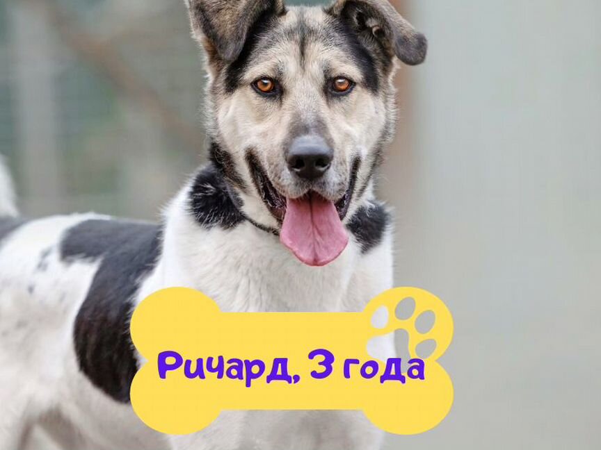 Статный богатырь с душой теленка — это Ричард