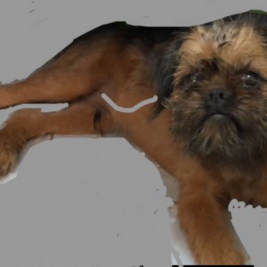 Гриффон вязка