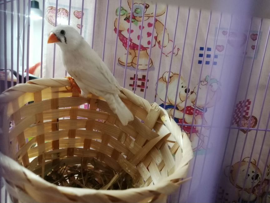 Зебровые амадины