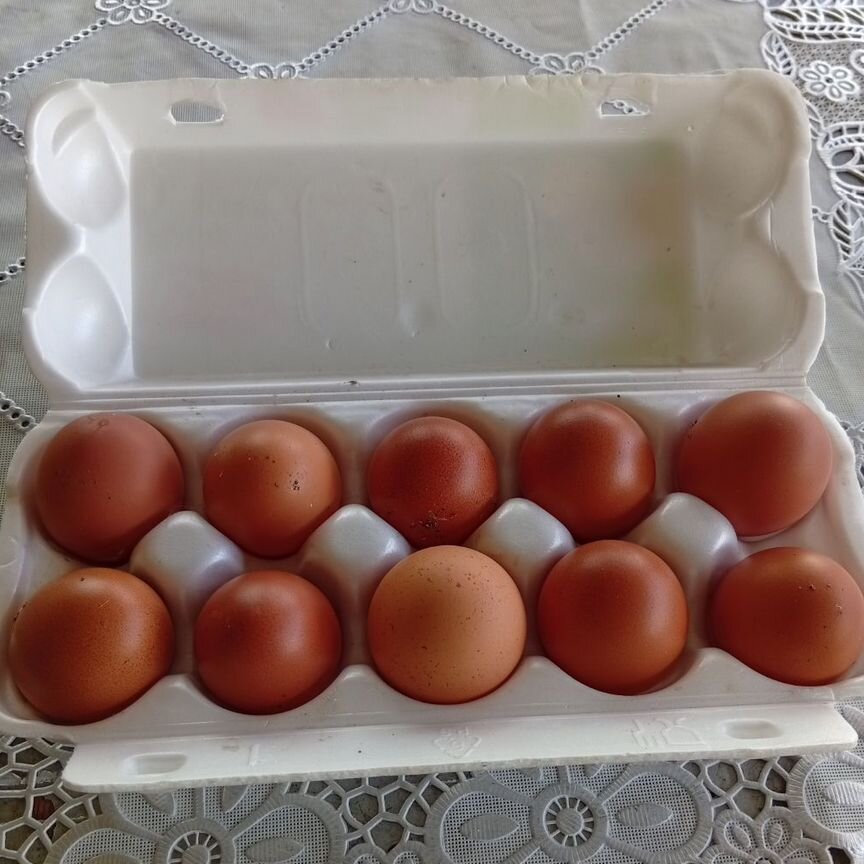 Домашние куриные яйца