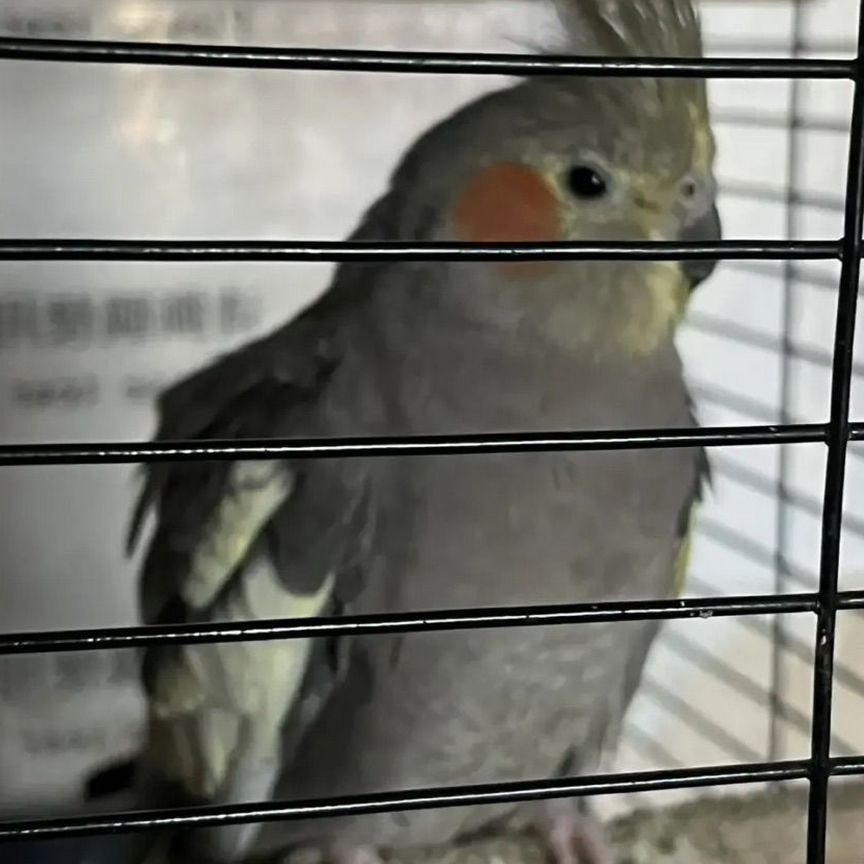 Попугай корелла пара