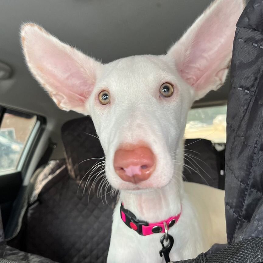 Поденко ибиценко