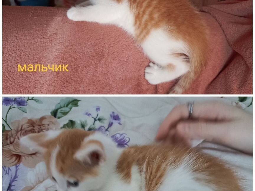 Отдам в хорошие руки животных