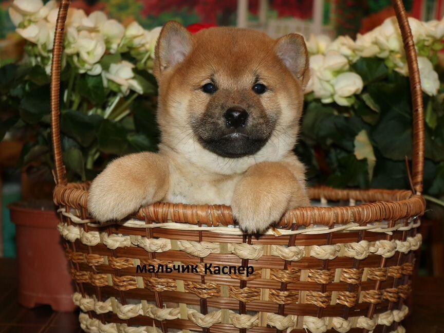 Сиба Каспер