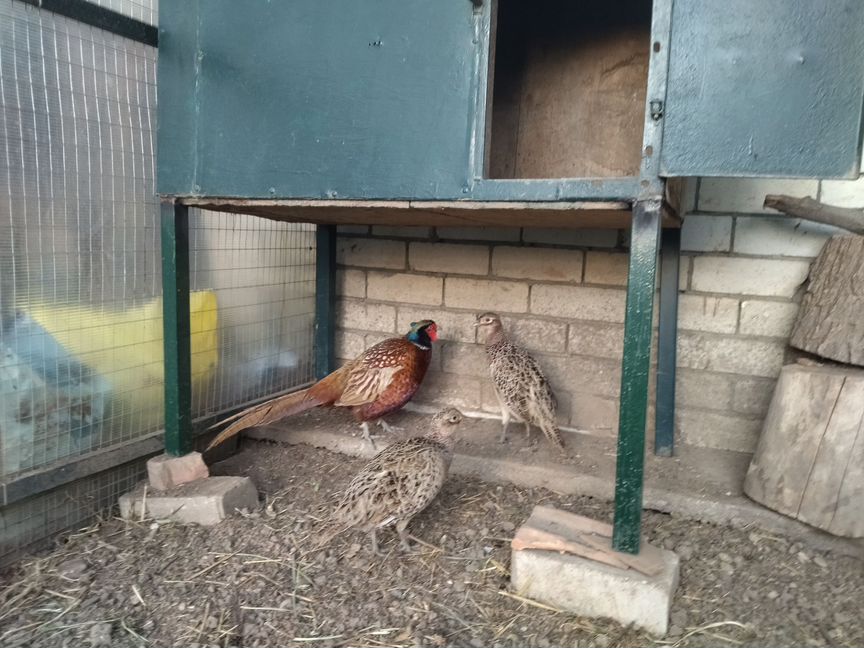 Кавказский фазан