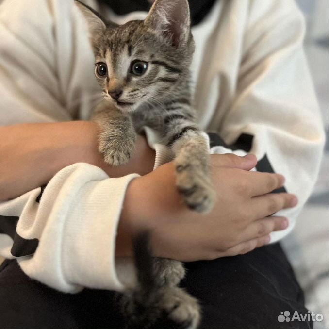 Отдам котенка шотландец полукровка