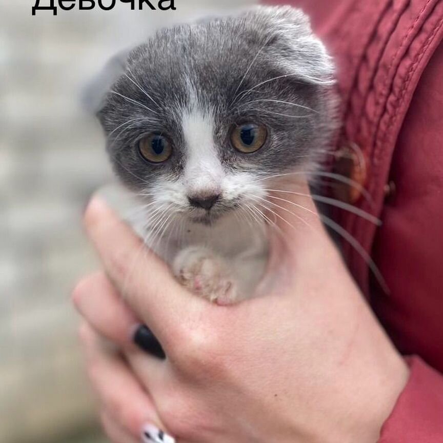 Котята ищут новый дом