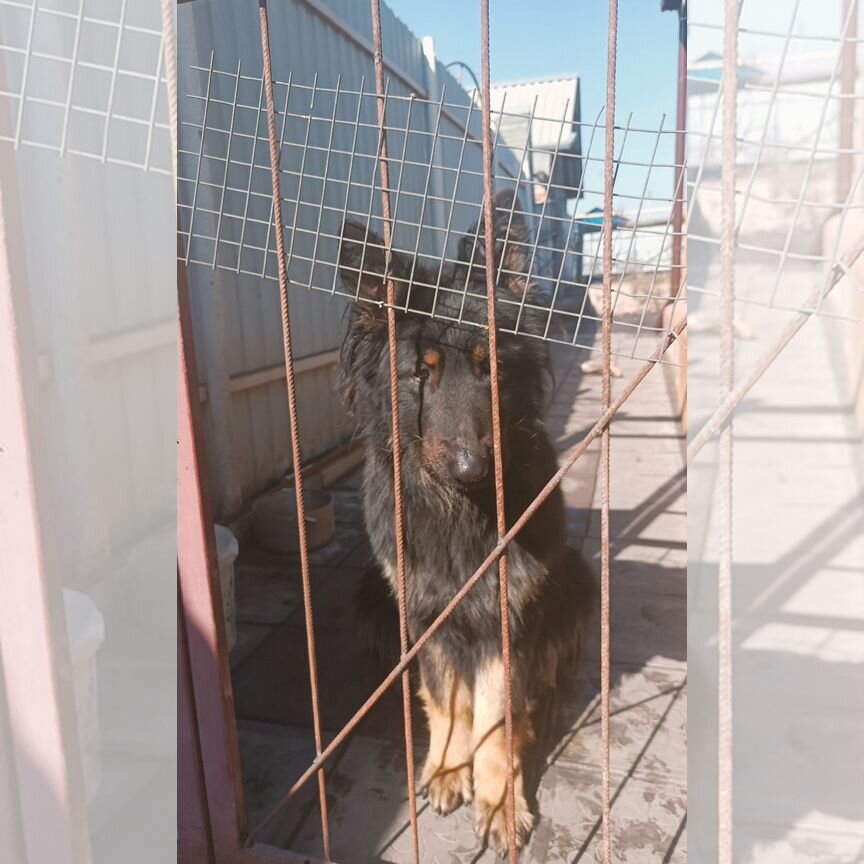 Немецкая овчарка, взрослая собака