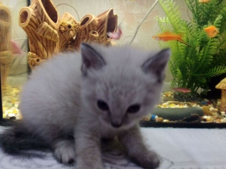 Дымчатая красавица с голубыми глазками