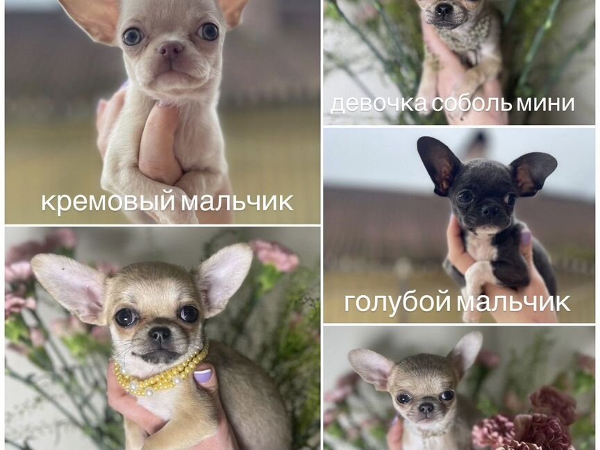 Мини щенки чихуахуа, документы РКФ