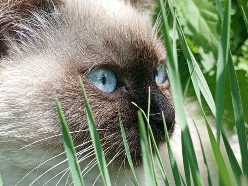 Тайские котята
