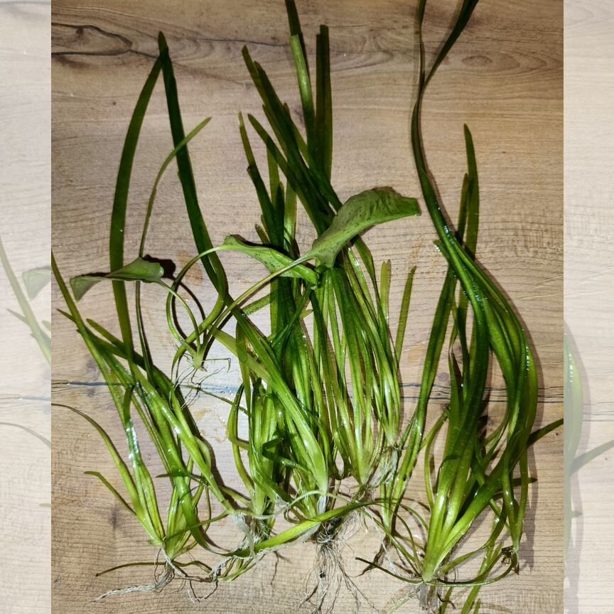 Валиснерия после прополки