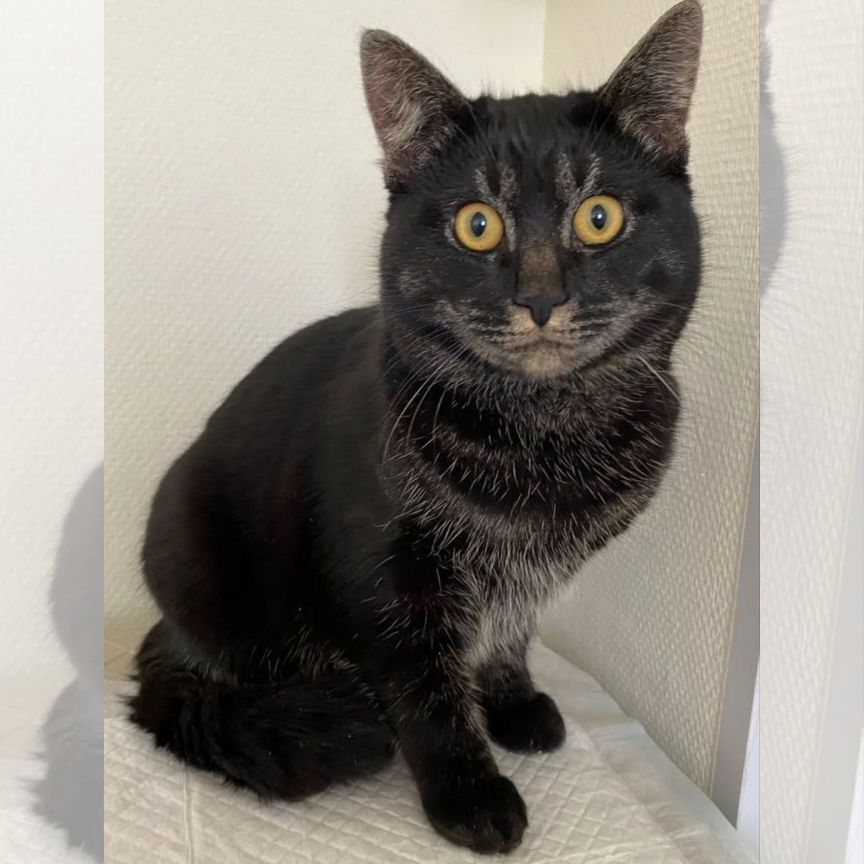 Взрослый кот в добрые руки