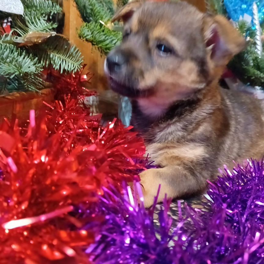 Миниатюрная малышка