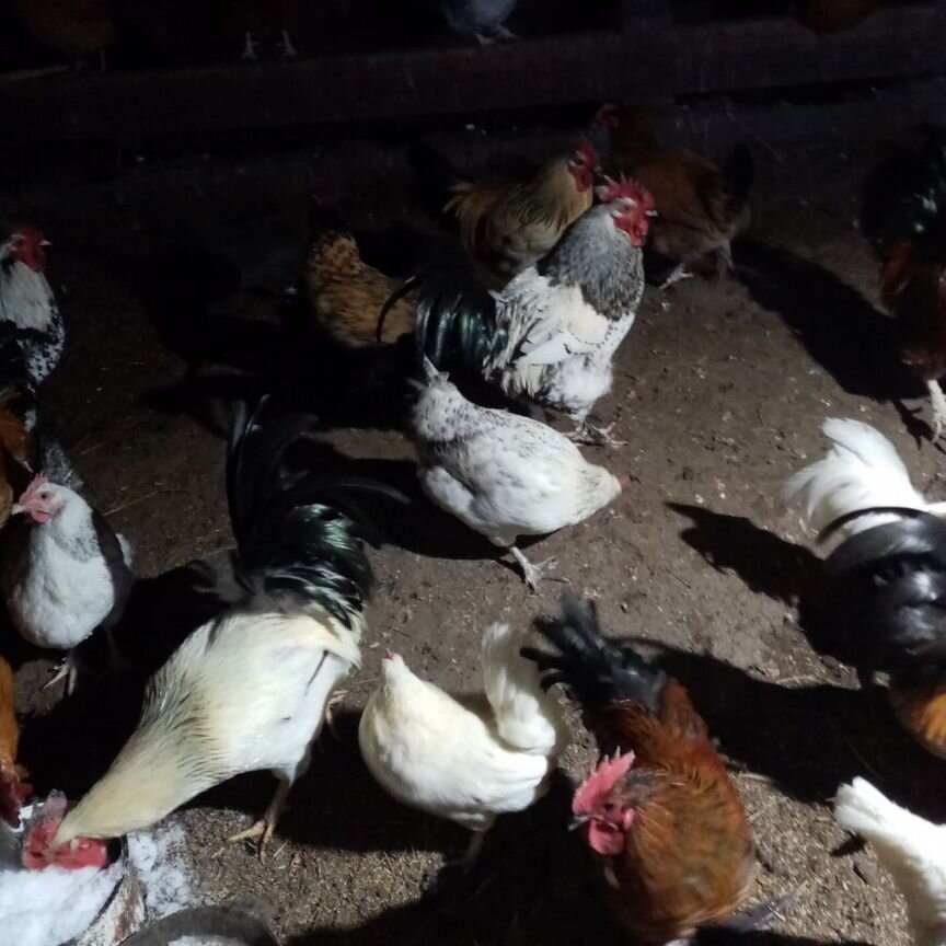 Продаю петухов