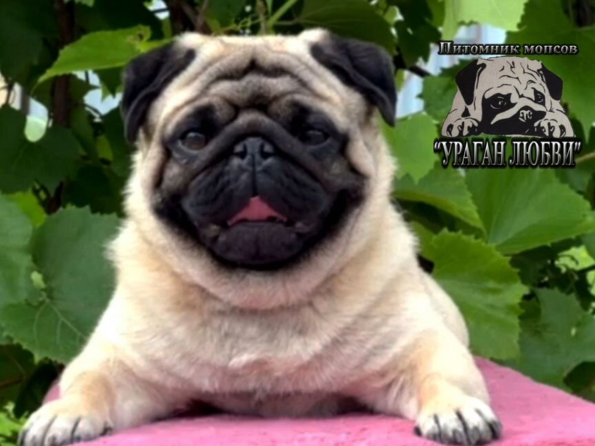 Мопс. Щенки мопса из питомника