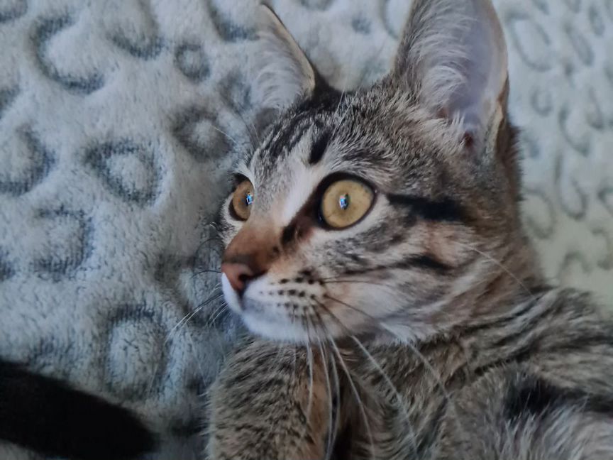 Котята короткошерстные