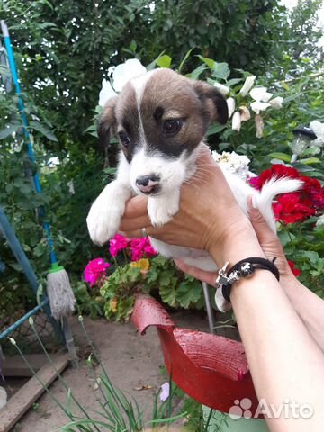 Щенок девочка 1,5 месяца