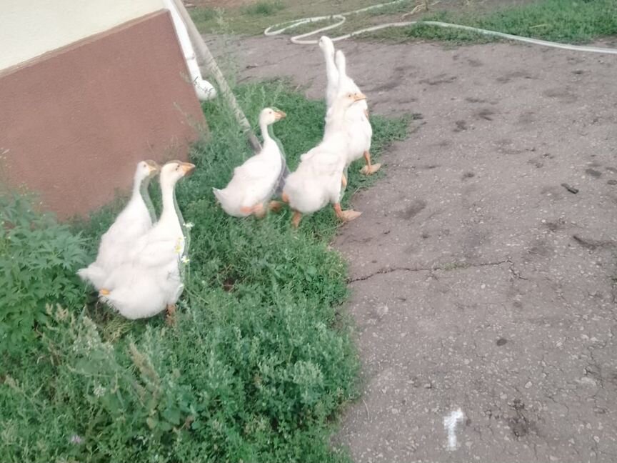 Продам гусят,3 месячные 6 шт,4х недельн.7 шт