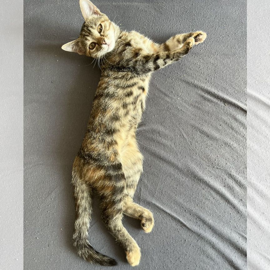 Взрослая кошка в добрые руки