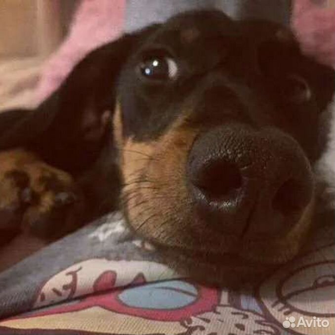 Мини такса в добрые руки