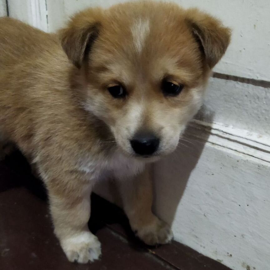 Щенок, мальчик