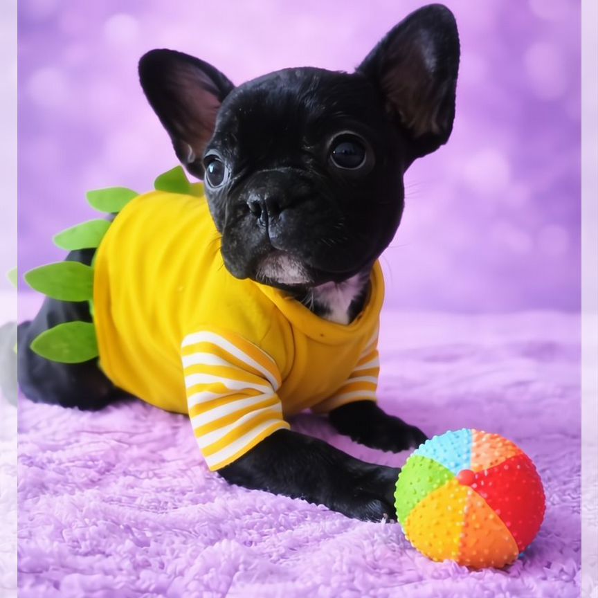 Французский бульдог, щенок