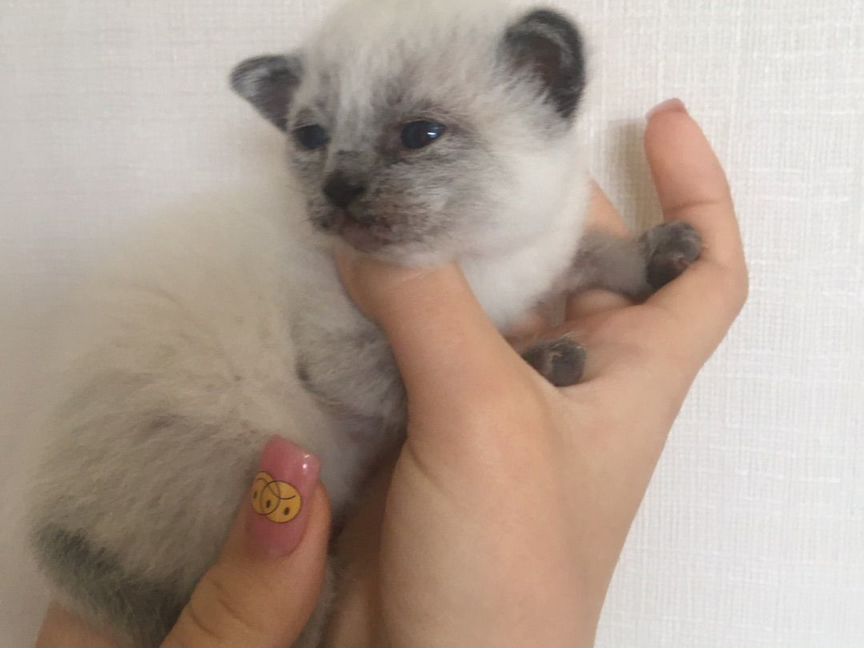Тайский котёнок