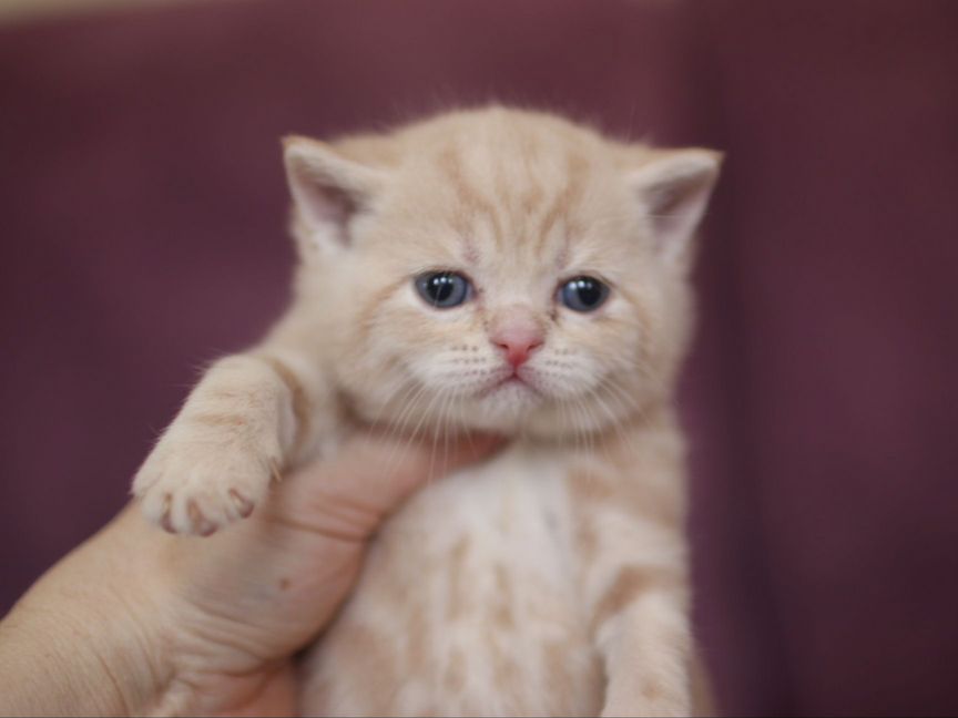Плюшевый котик