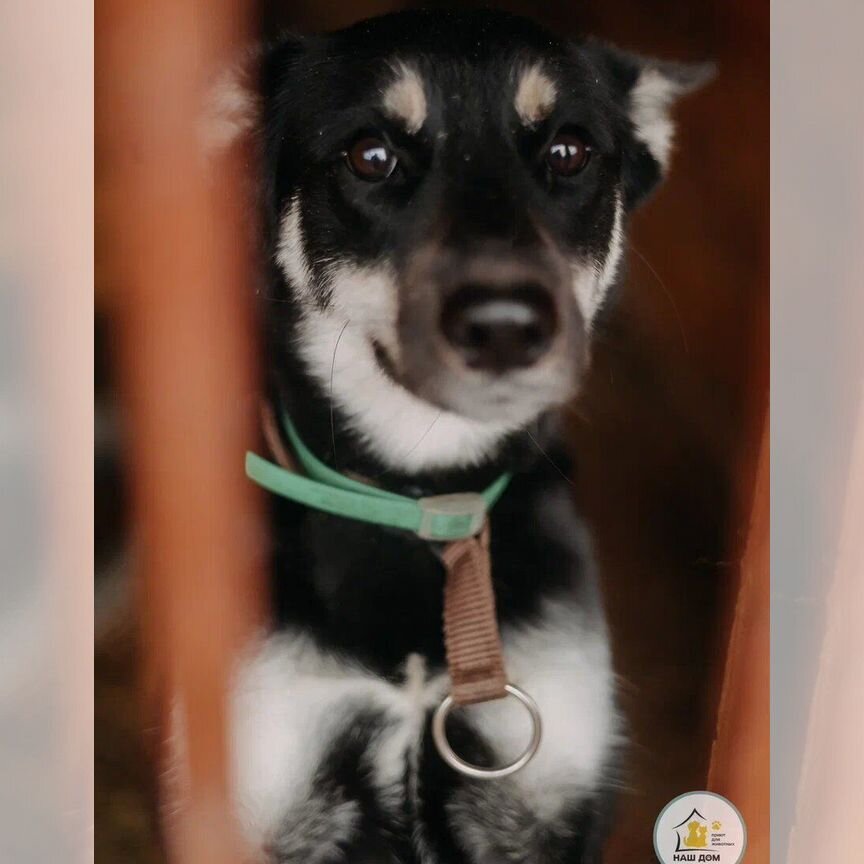 Взрослая собака в добрые руки