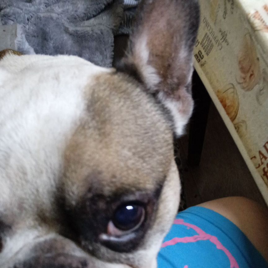 Вязка собак французский бульдог