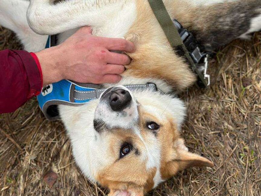 Обаяшка Купер ждет семью в приюте
