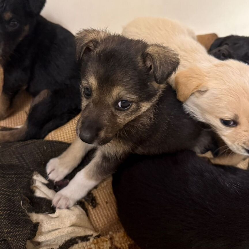 Щенок в добрые руки