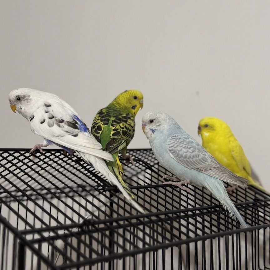 Волнистый попугай