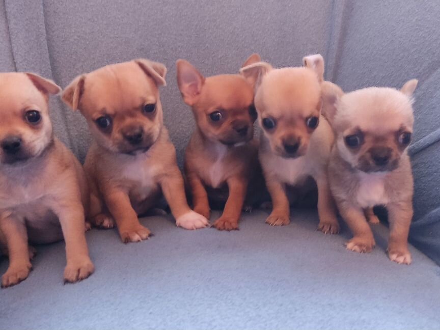 Очаровательные крошки