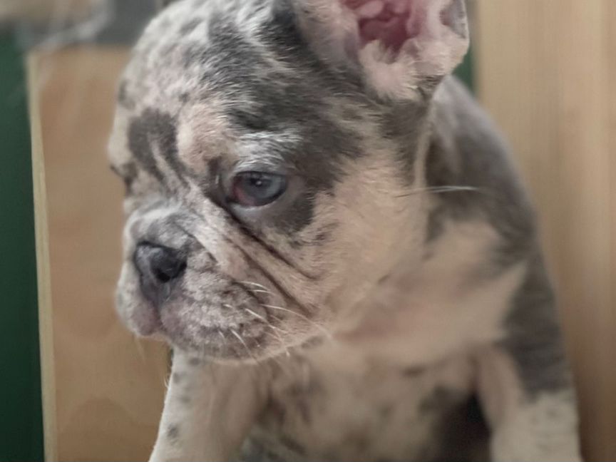 Французский бульдог щенки