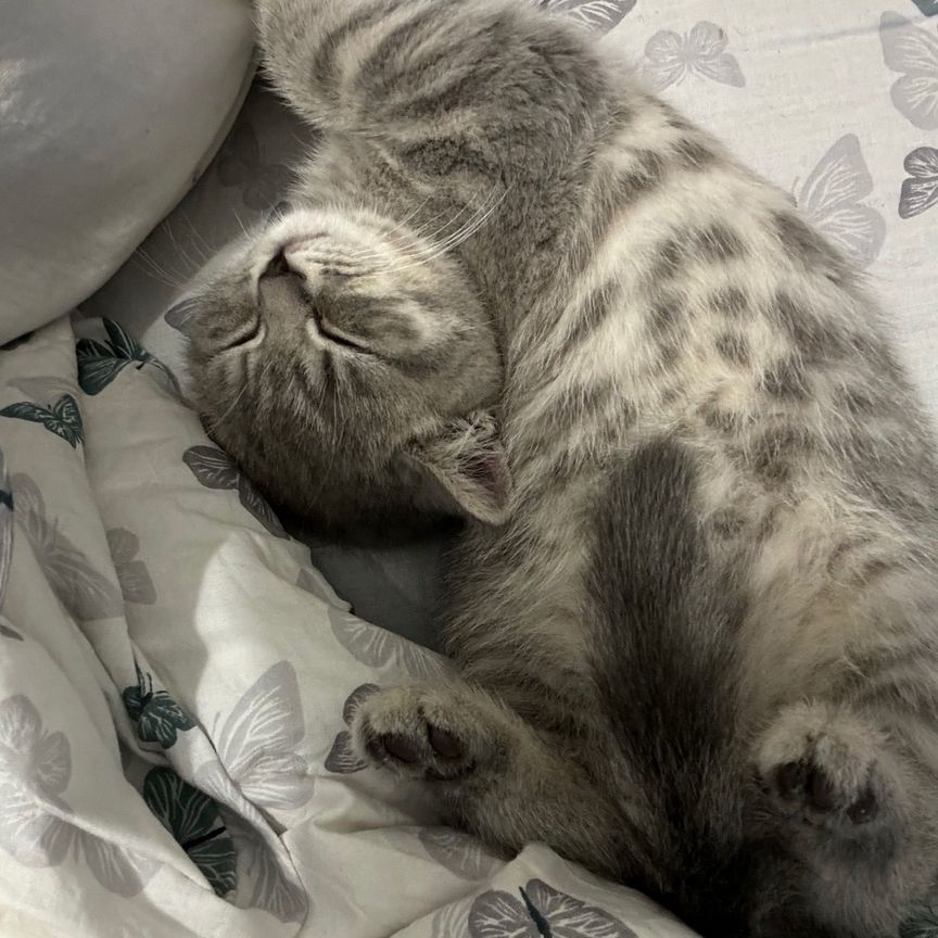 Кошечка