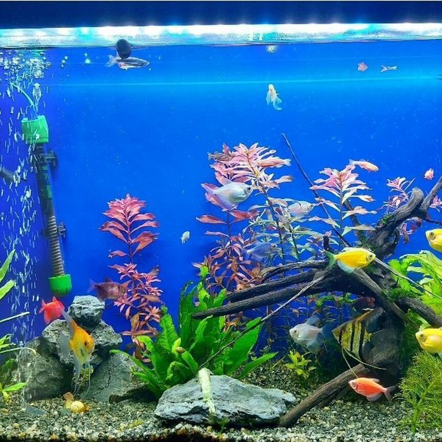 Коряга в аквариум, растения, гуппи