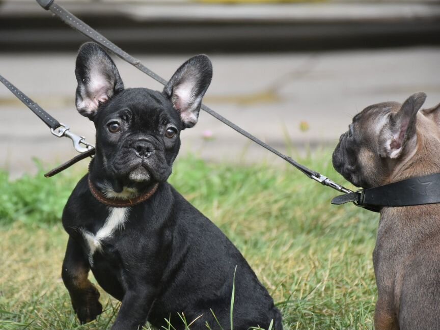 Черненькая французская булочка