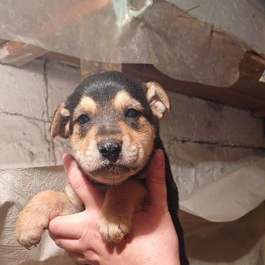 Мальчишка ищет семью