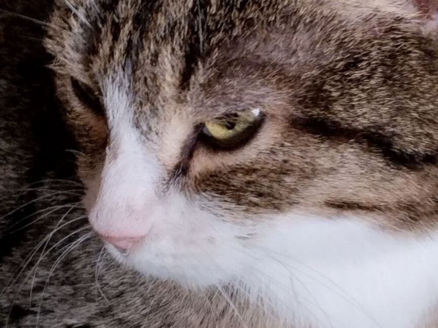 Миниатюрная девочка