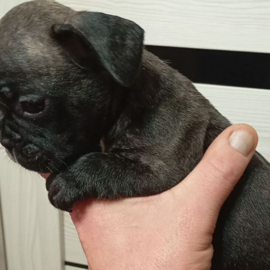 Французский бульдог, щенок